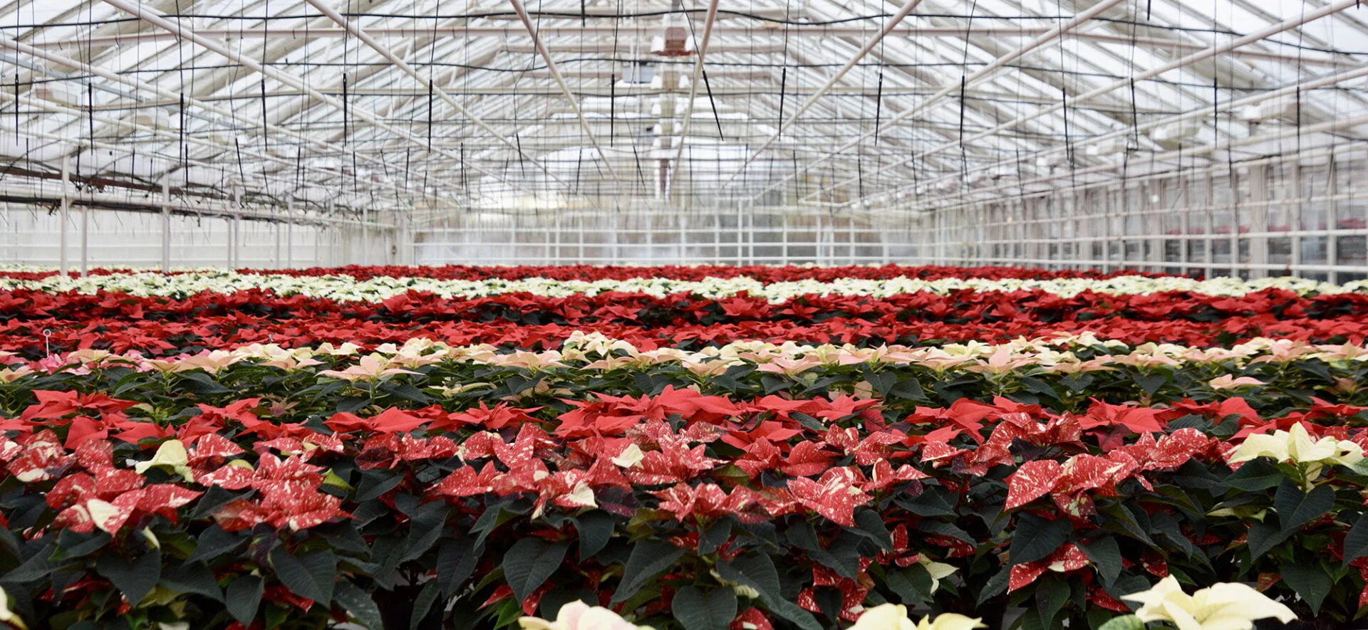 Slottsträdgården Ulriksdal - Din handelsträdgård i Solna