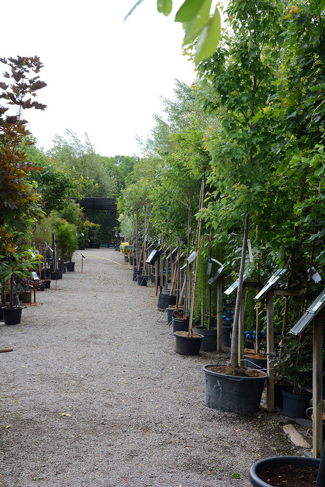 Buskar, träd & perenner - Slottsträdgården Ulriksdal