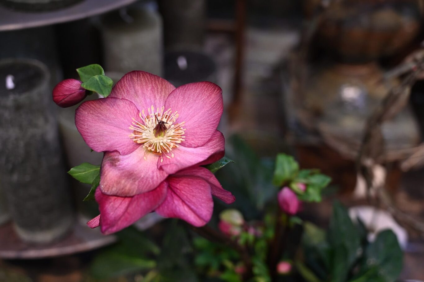 Slottsträdgården Ulriksdal - Din handelsträdgård i Solna